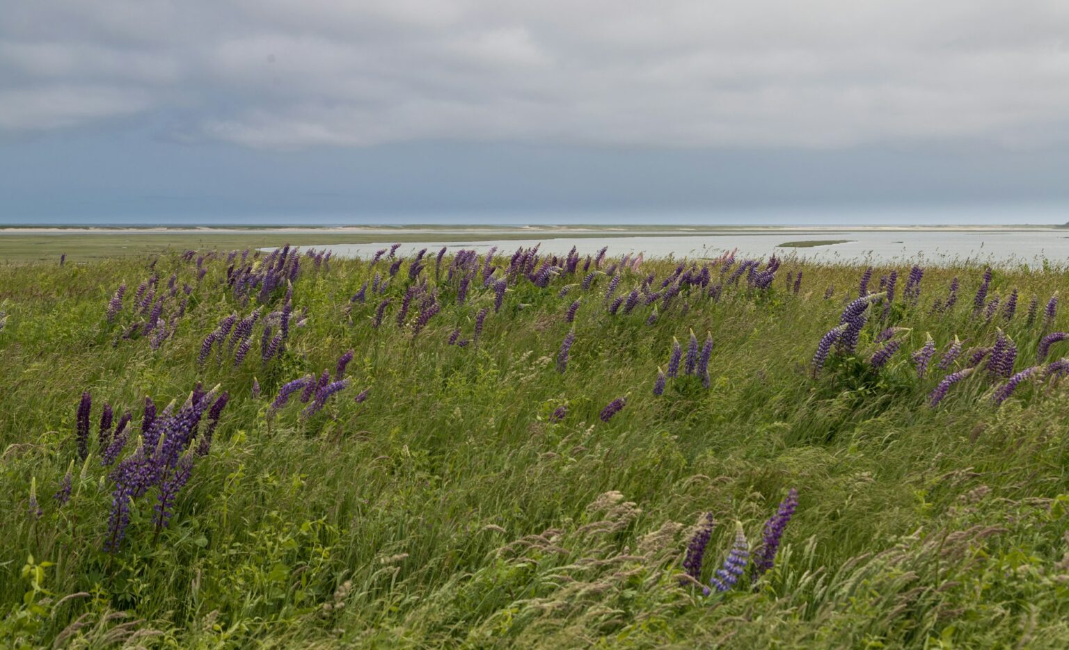 The Complete Guide to Walking and Hiking on Cape Cod | Pretty Picky ...